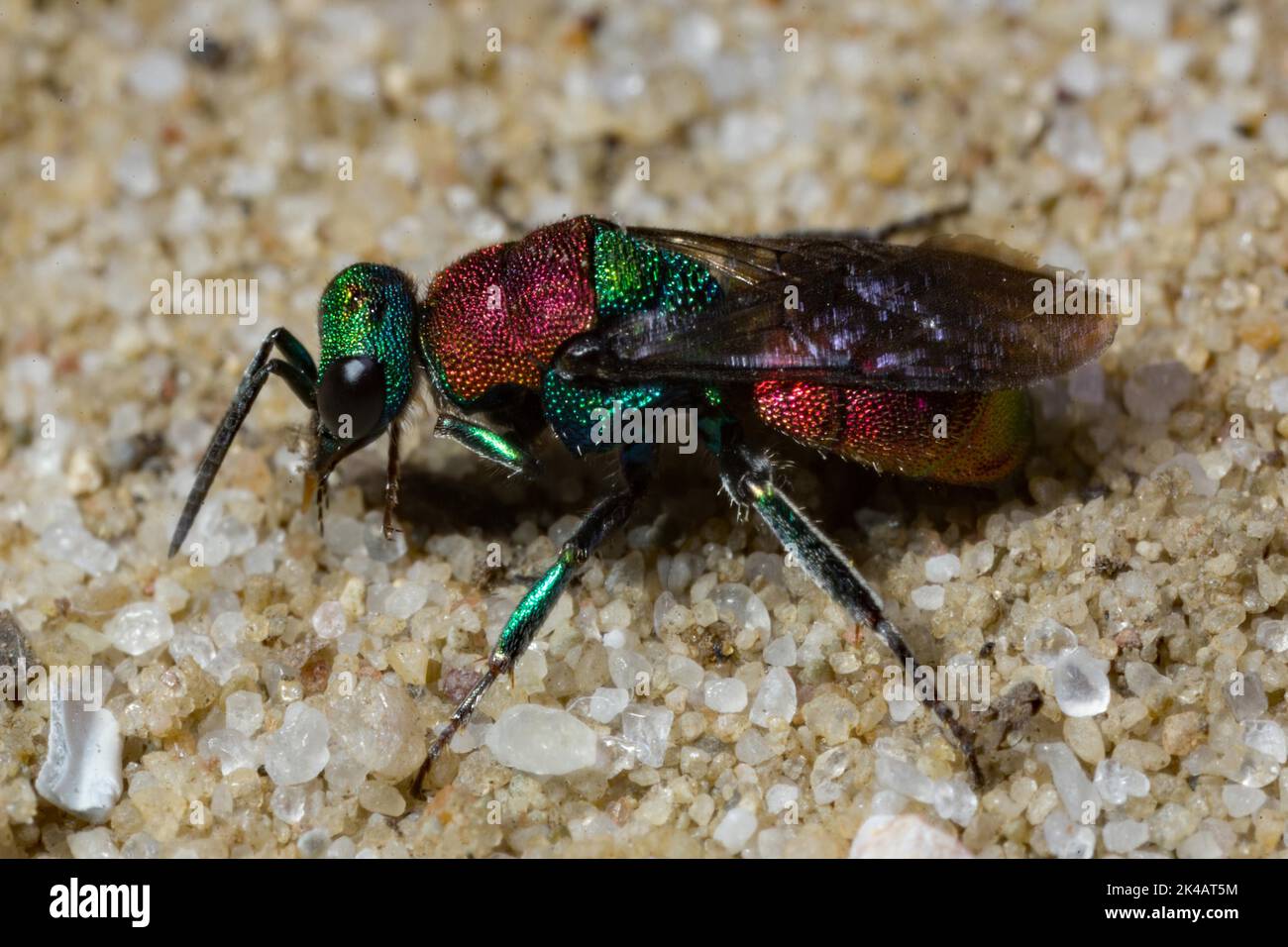 Sand golden wasp sitting in sand left sighted Stock Photo - Alamy