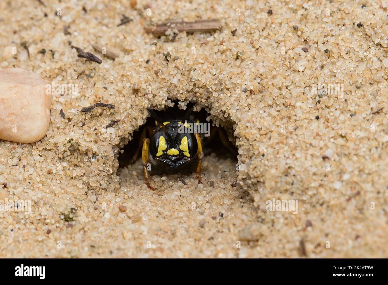 Sand knot wasp sitting in brood hole in sand looking out Stock Photo ...