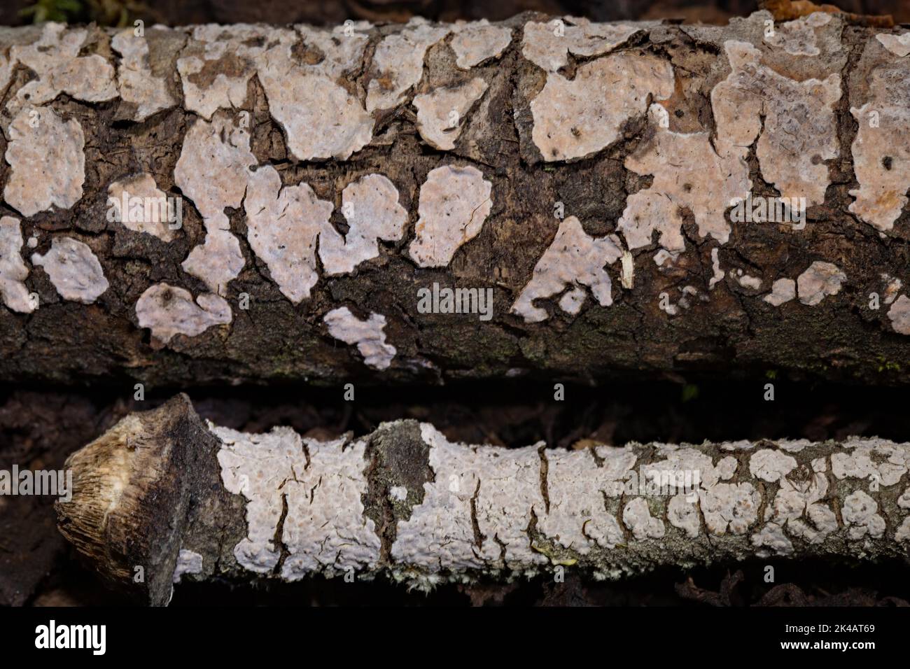 Bark fungus hi-res stock photography and images - Alamy