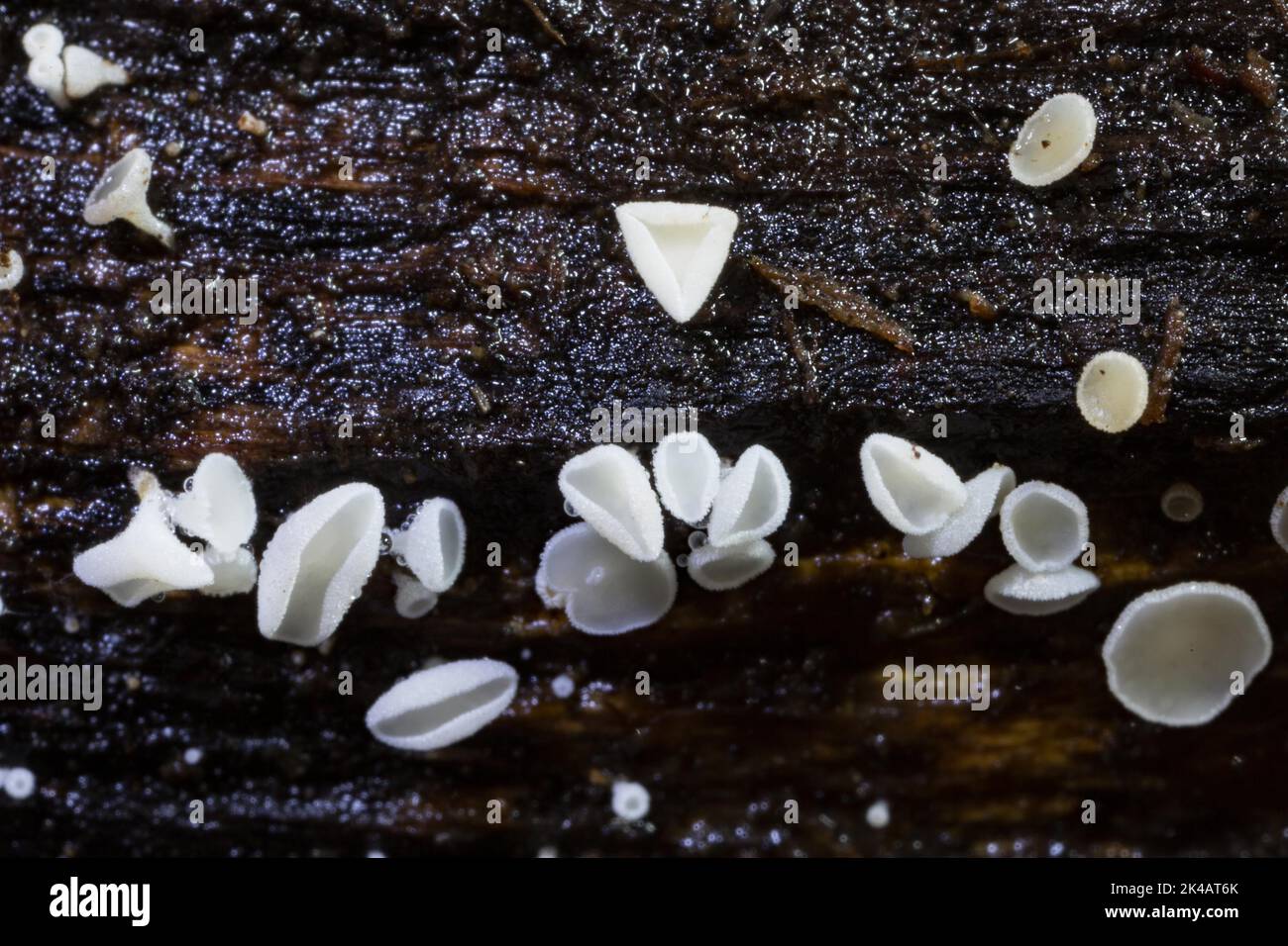 Fruiting bodies on tree trunk hi-res stock photography and images - Alamy