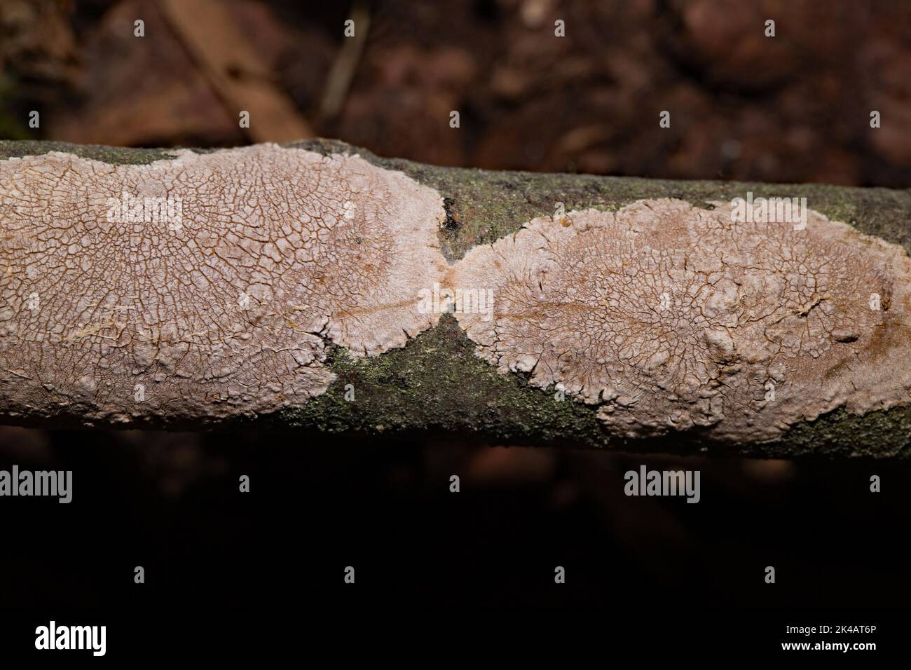 Fruiting bodies at a tree trunk hi-res stock photography and images - Alamy