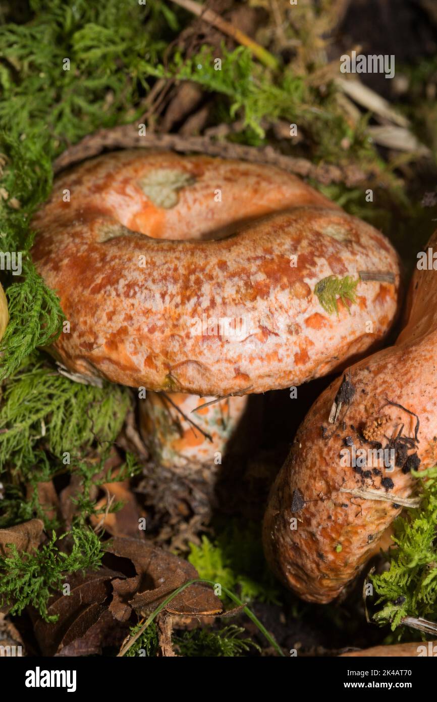 Moss hat hi-res stock photography and images - Alamy