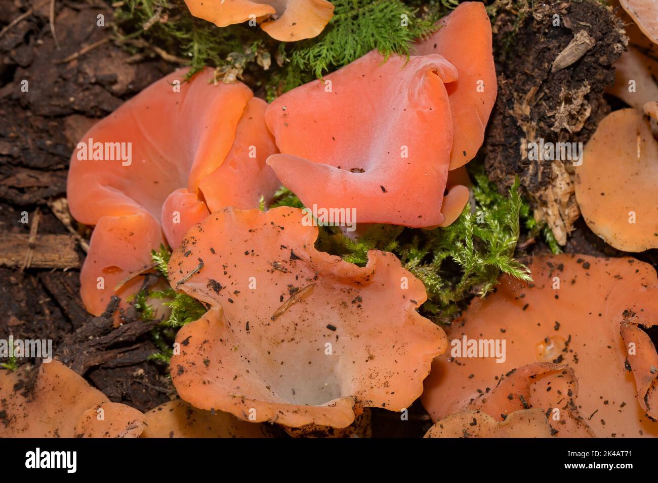 Flesh red jelly funnel orange funnel-shaped fruiting body Stock Photo ...