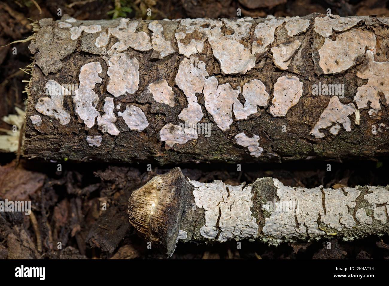 Tree bark fungus hi-res stock photography and images - Alamy