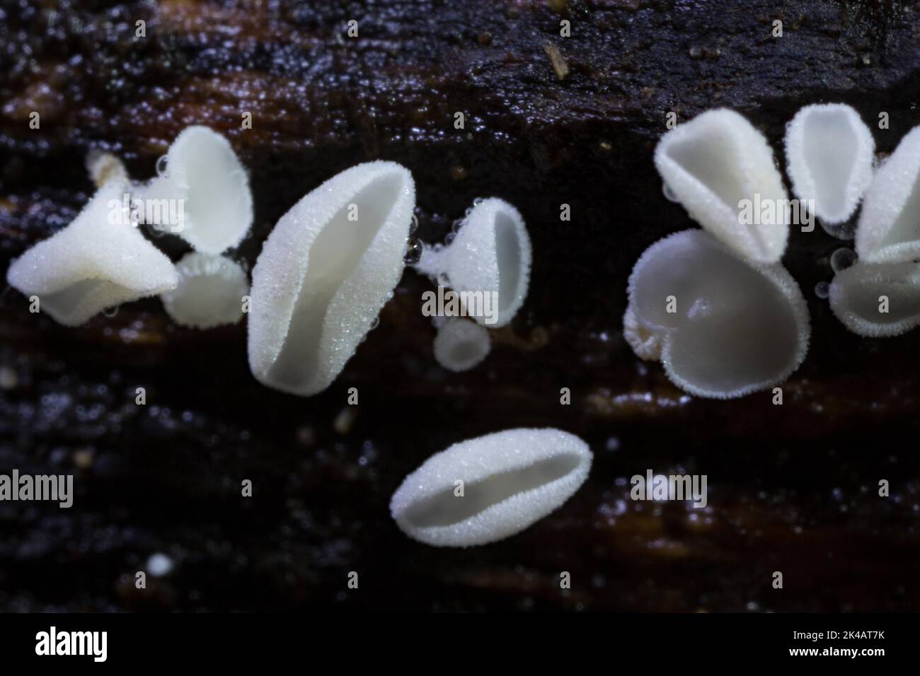 Lachnum several white fruiting bodies on tree trunk Stock Photo - Alamy