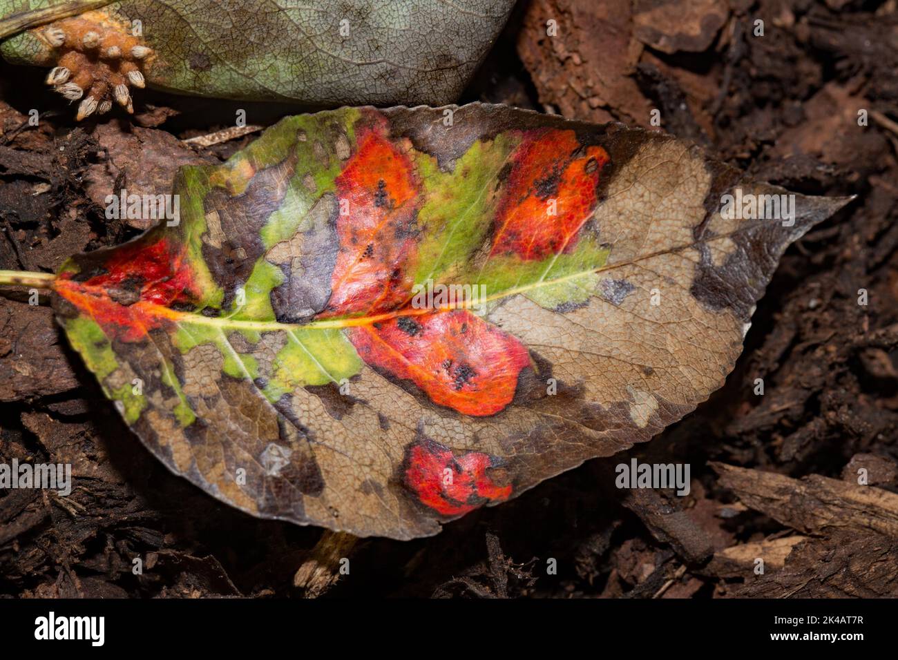 Leaf spot pear hi-res stock photography and images - Alamy