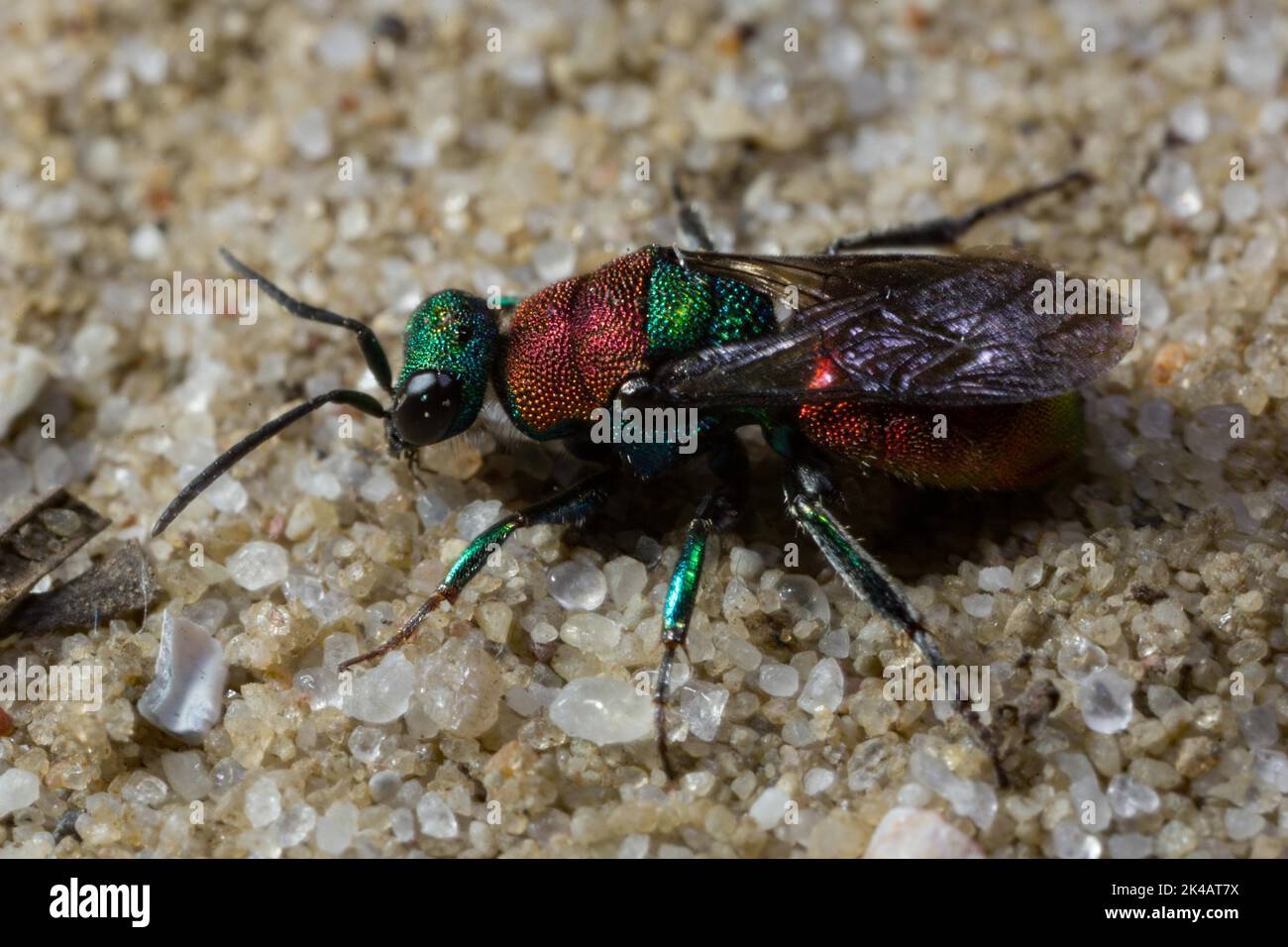 Sand golden wasp sitting in sand left sighted Stock Photo - Alamy