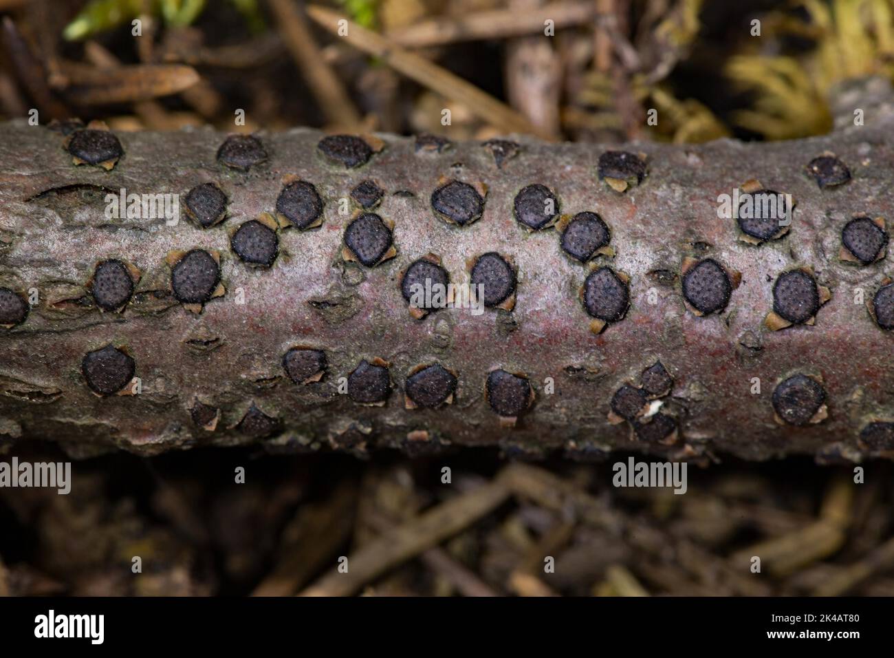Fruiting discs hi-res stock photography and images - Alamy