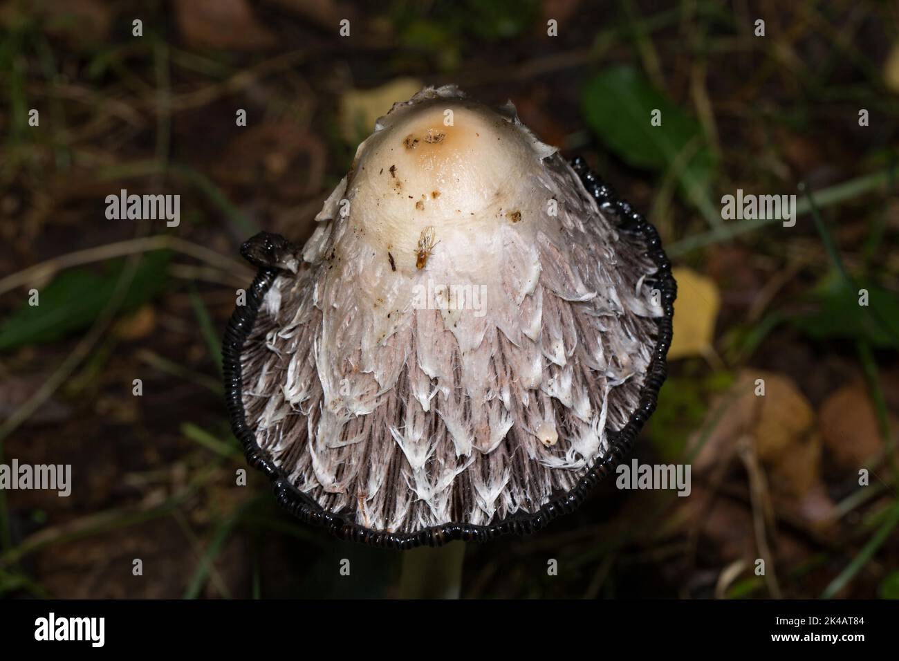 Crested tintling fruiting body brown cap with white flakes Stock Photo ...