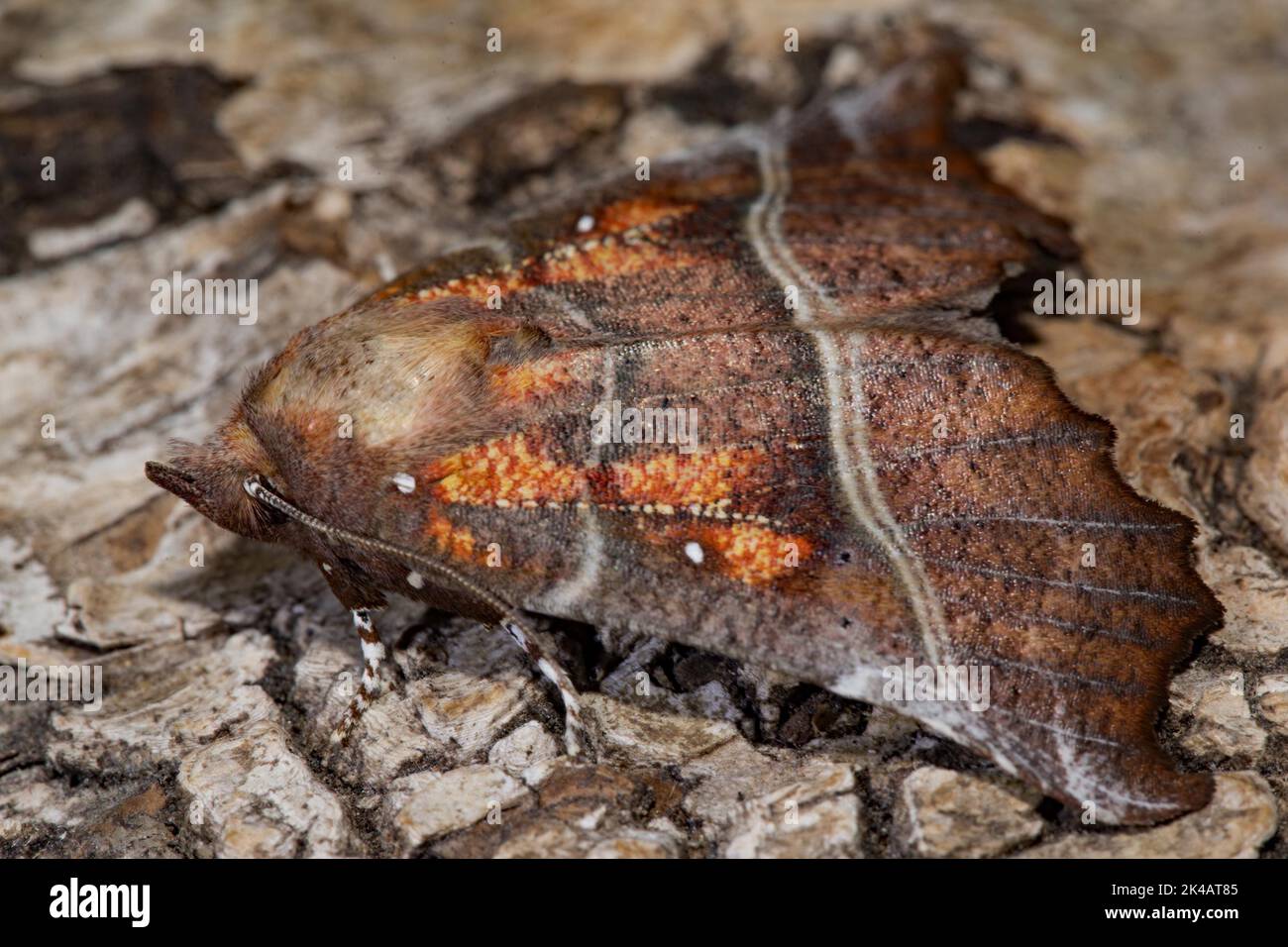 Scalloped owl butterfly with closed wings sitting on tree trunk left ...