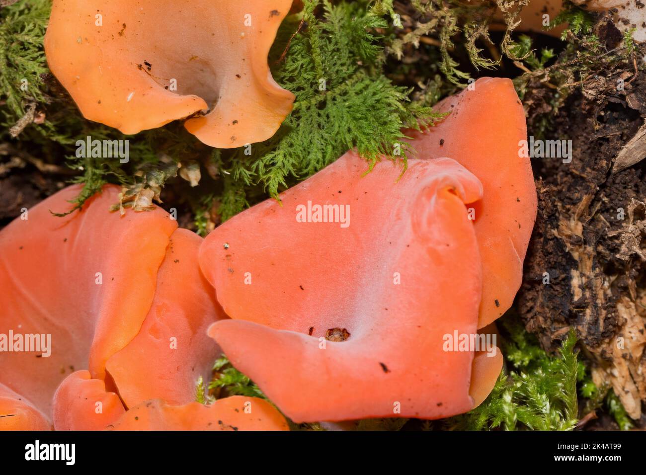Bell shaped body hi-res stock photography and images - Alamy