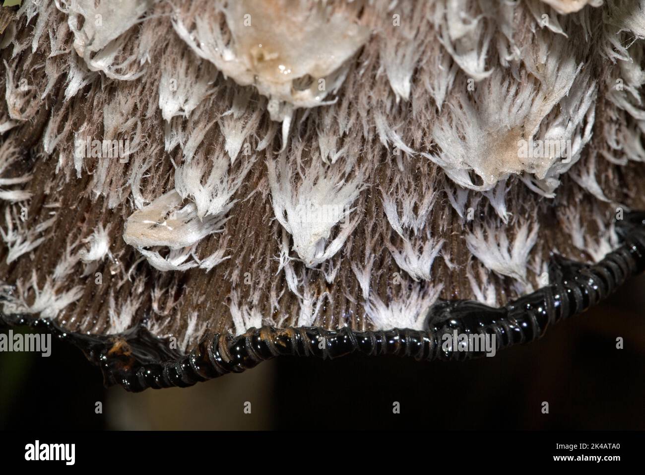 Crested tintling mushroom hi-res stock photography and images - Alamy