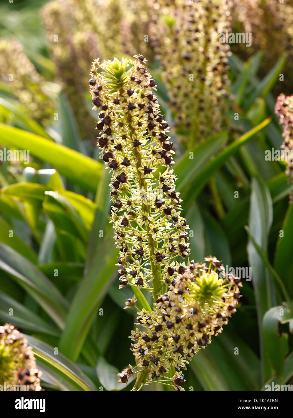 Eucomis pink gin hi-res stock photography and images - Alamy