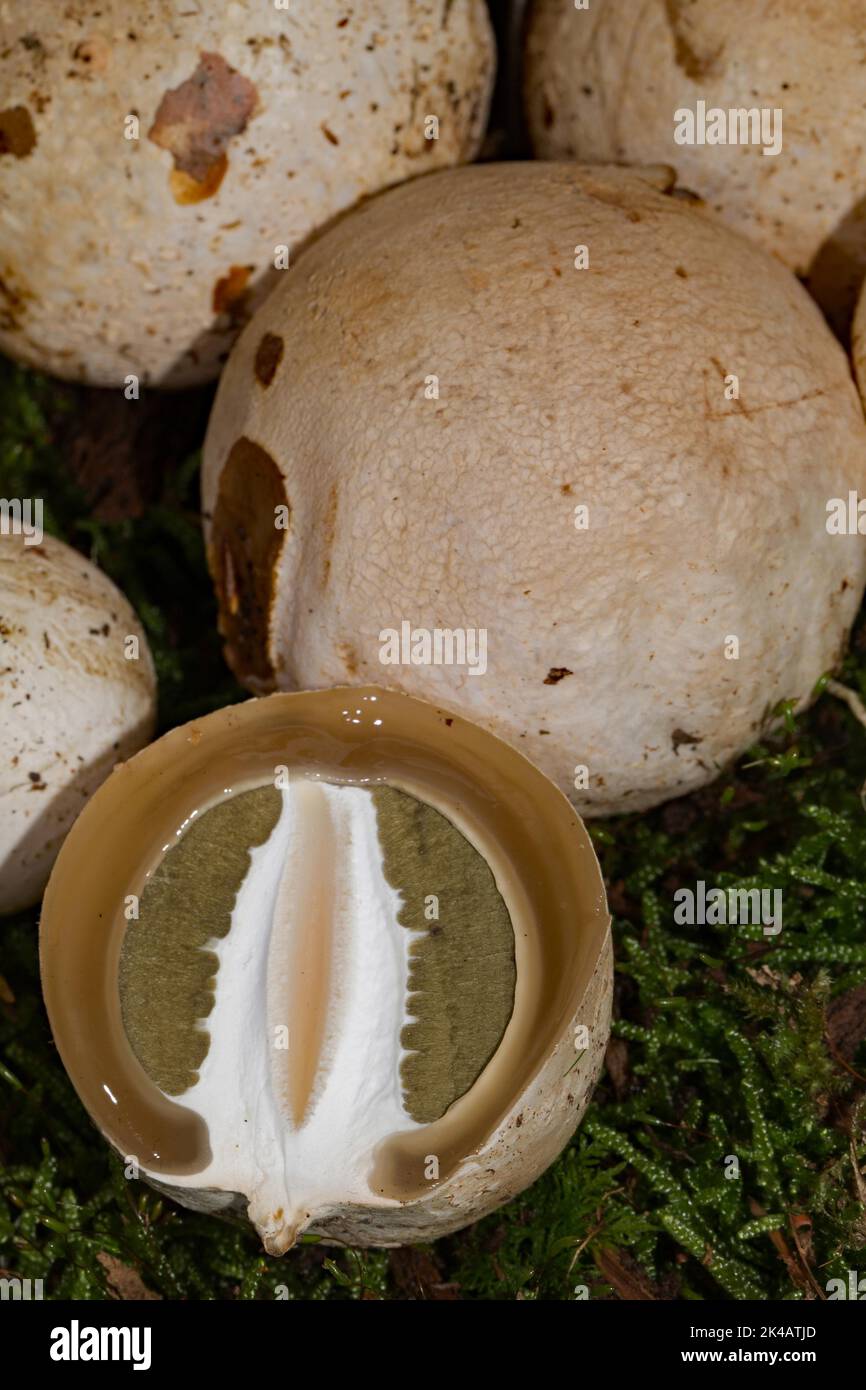 Common stinkhorn some witch eggs cut open in green moss Stock Photo - Alamy