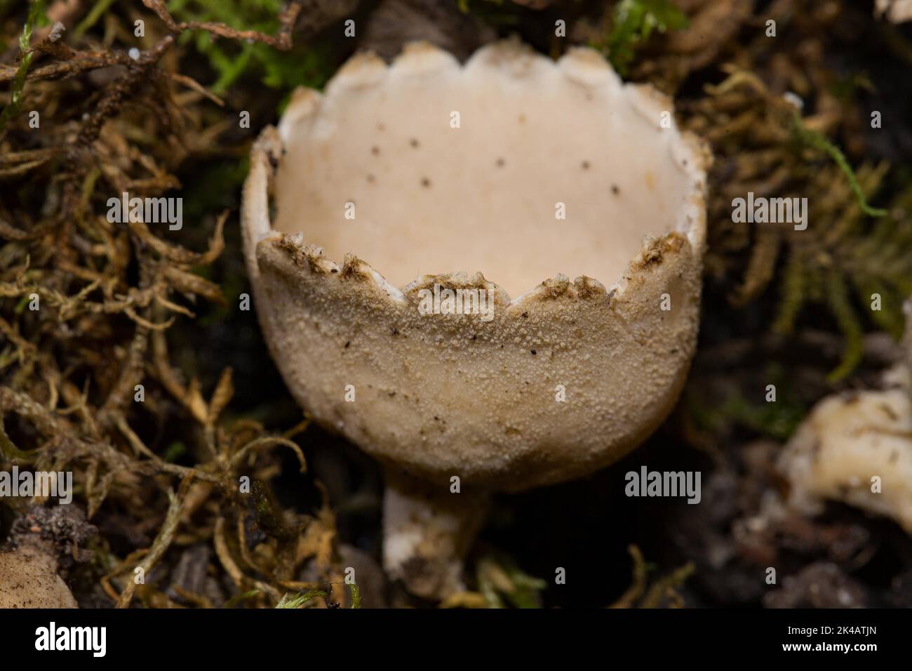 Cup-shaped cupling open ochre fruiting body Stock Photo - Alamy