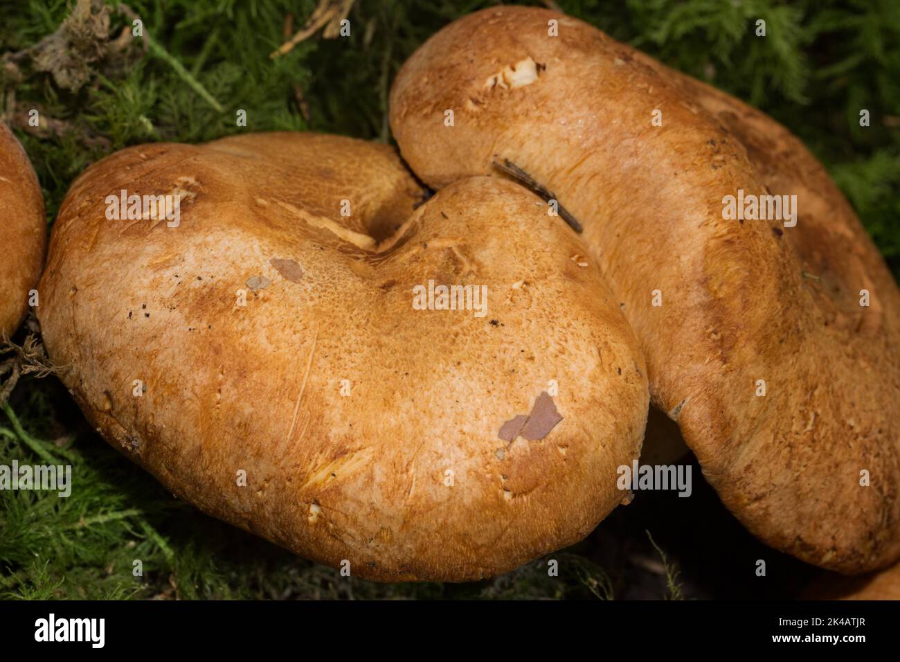 Dry slime head two fruiting bodies with brown caps next to each other ...