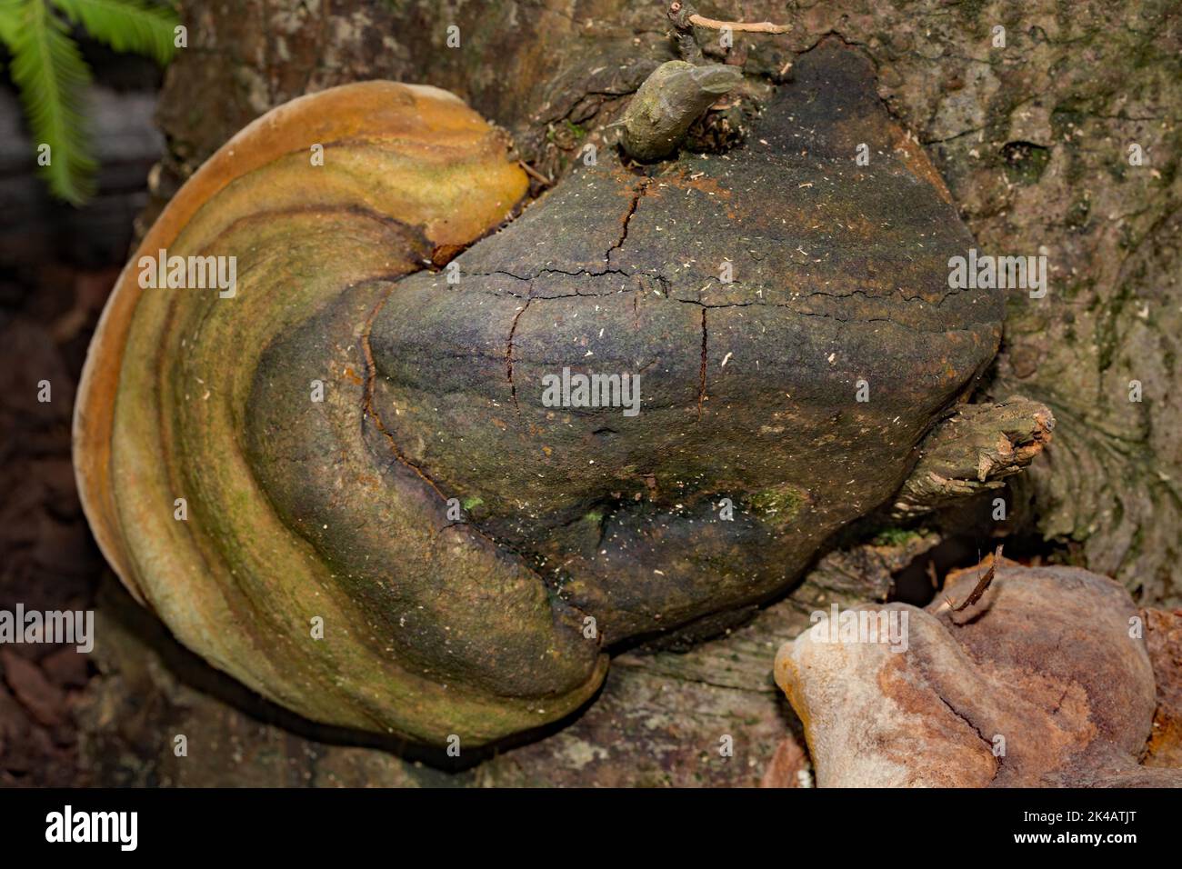 Fir fire fungus console-shaped brownish-purple fruiting body on tree ...