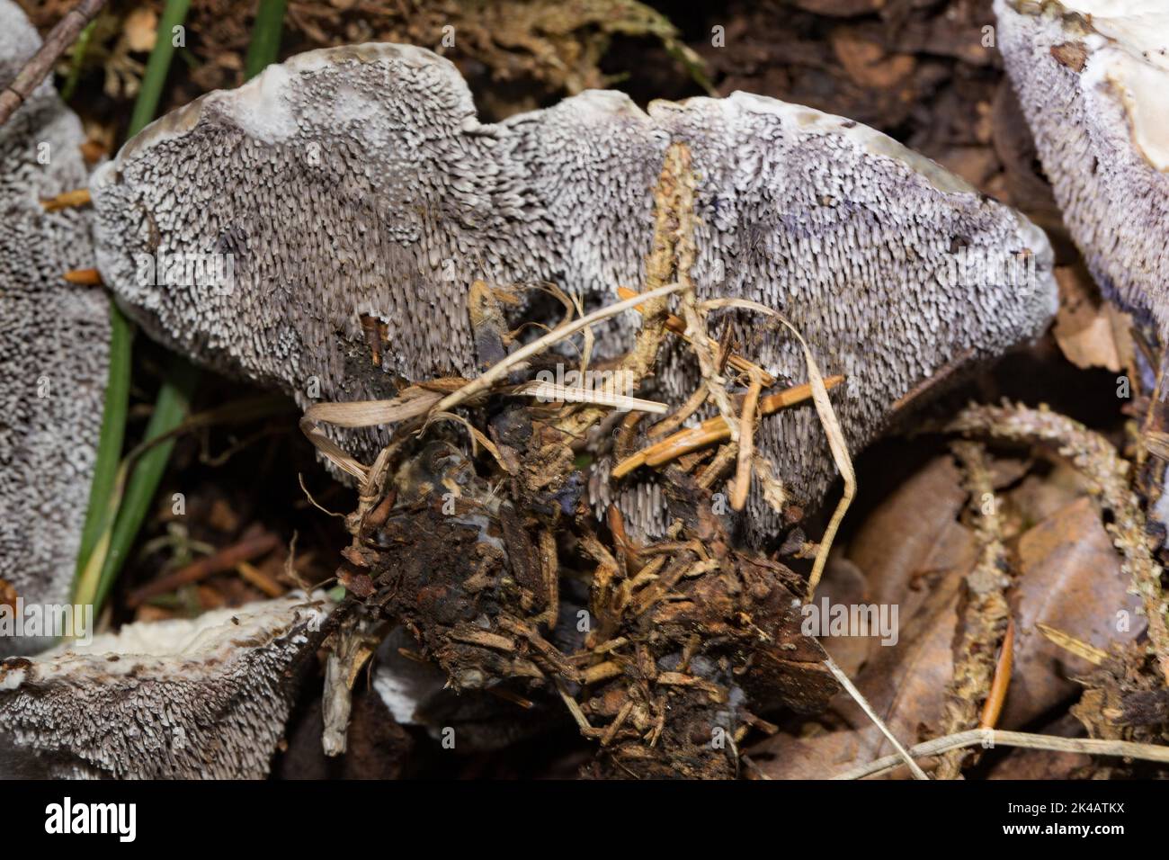 Fragrant cork sting two cut fruiting bodies with white-brown corky ...