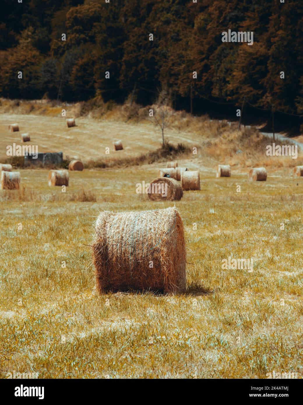a vertical shot of a farm with haystacks in the field in summer Stock ...