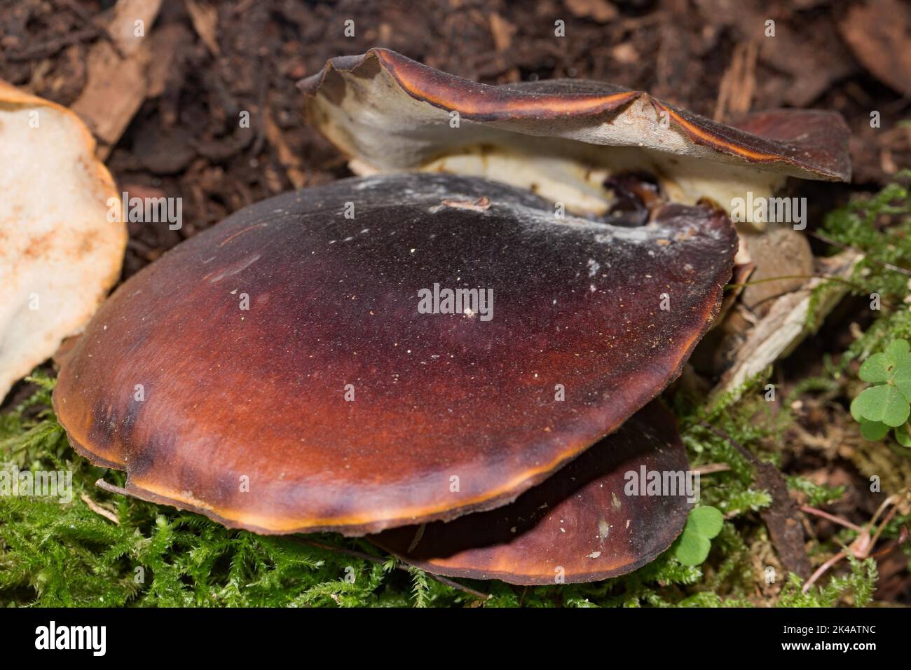 Chestnut-brown stem porling Fruiting body with chestnut-brown caps ...
