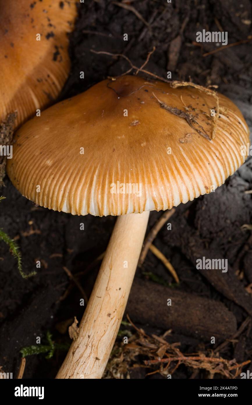 Brown stalk hi-res stock photography and images - Alamy