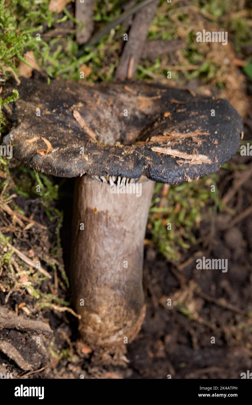 Menthol-blackened russula Fruiting body with grey-brown stalk and black ...