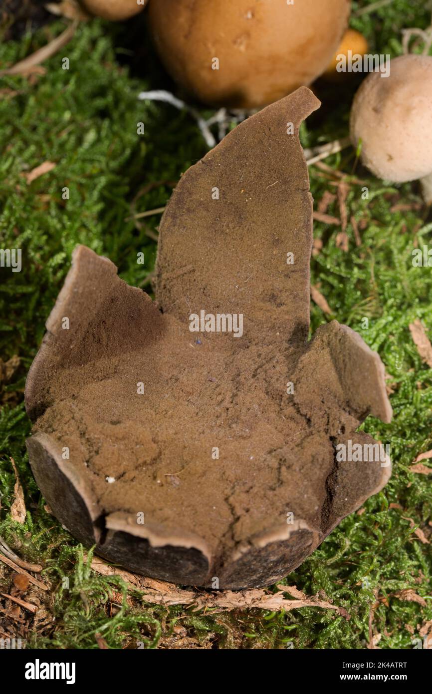 Spore powder hi-res stock photography and images - Alamy