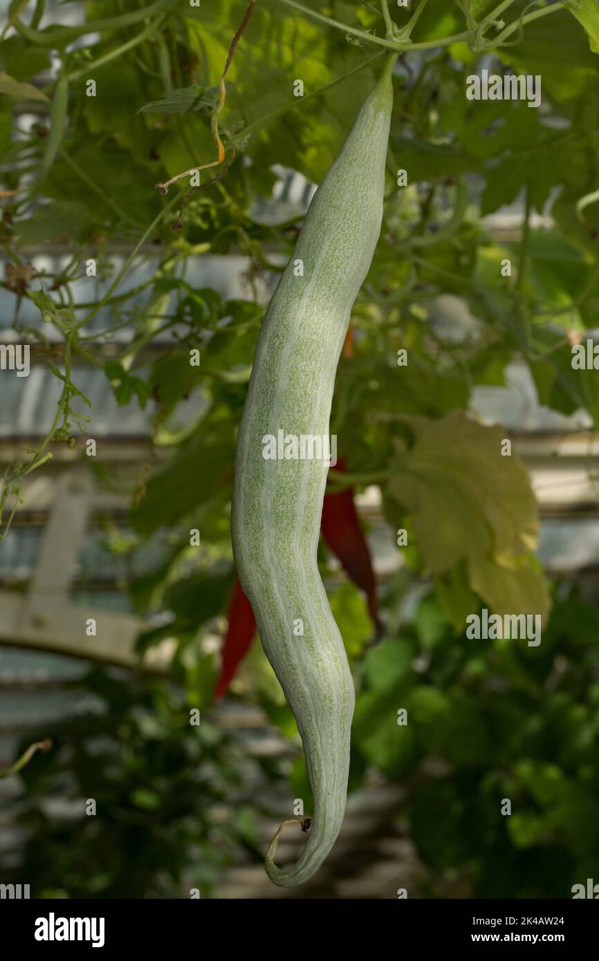 Miracle shrub green leaves with green fruit Stock Photo - Alamy