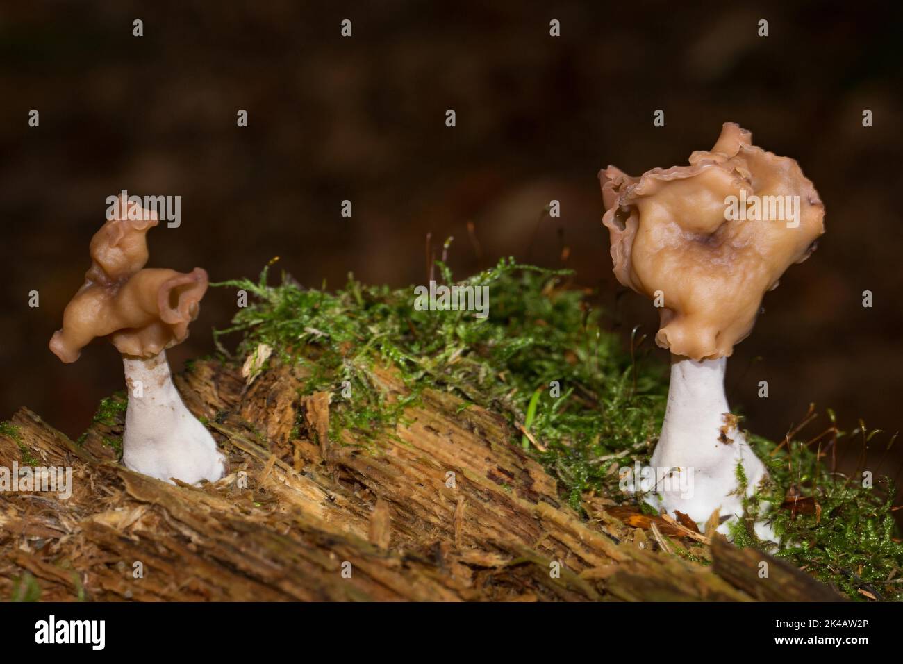 Side cap hi-res stock photography and images - Alamy