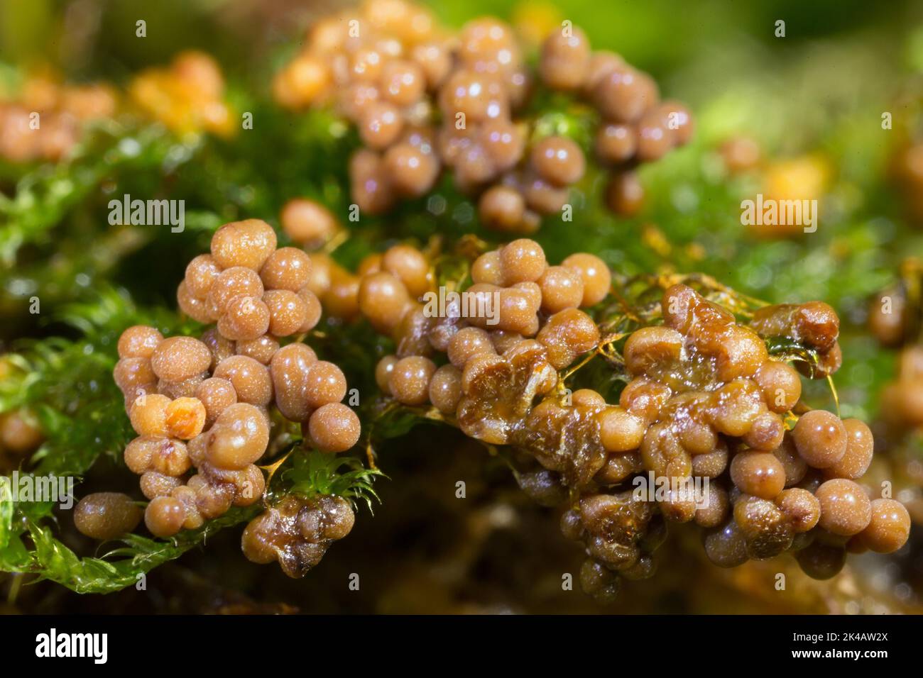 Thread fruiting slime mould many spherical yellow-brown fruiting bodies ...