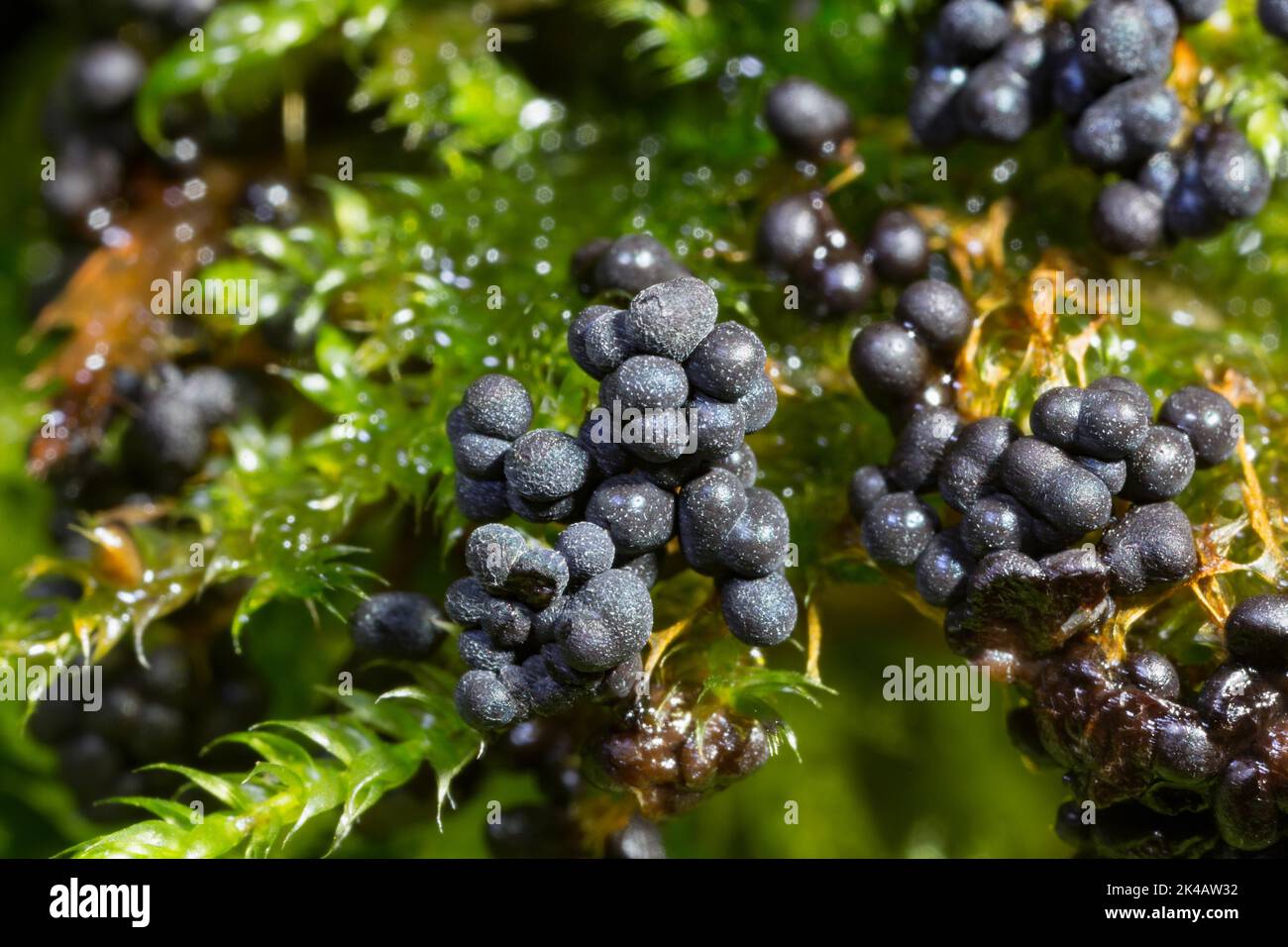 Thread fruiting slime mould many spherical dark blue fruiting bodies ...
