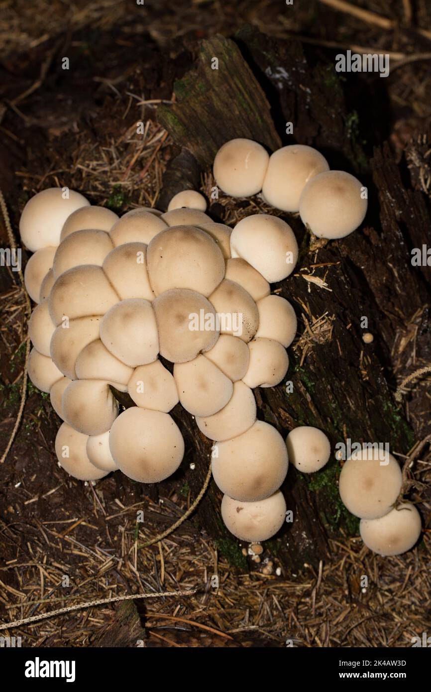 Mushroom shaped tree hi-res stock photography and images - Alamy