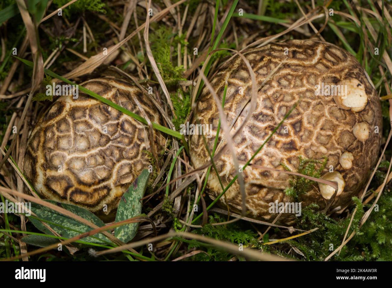 Root carrot fruiting body with two yellow-brown caps next to each other ...