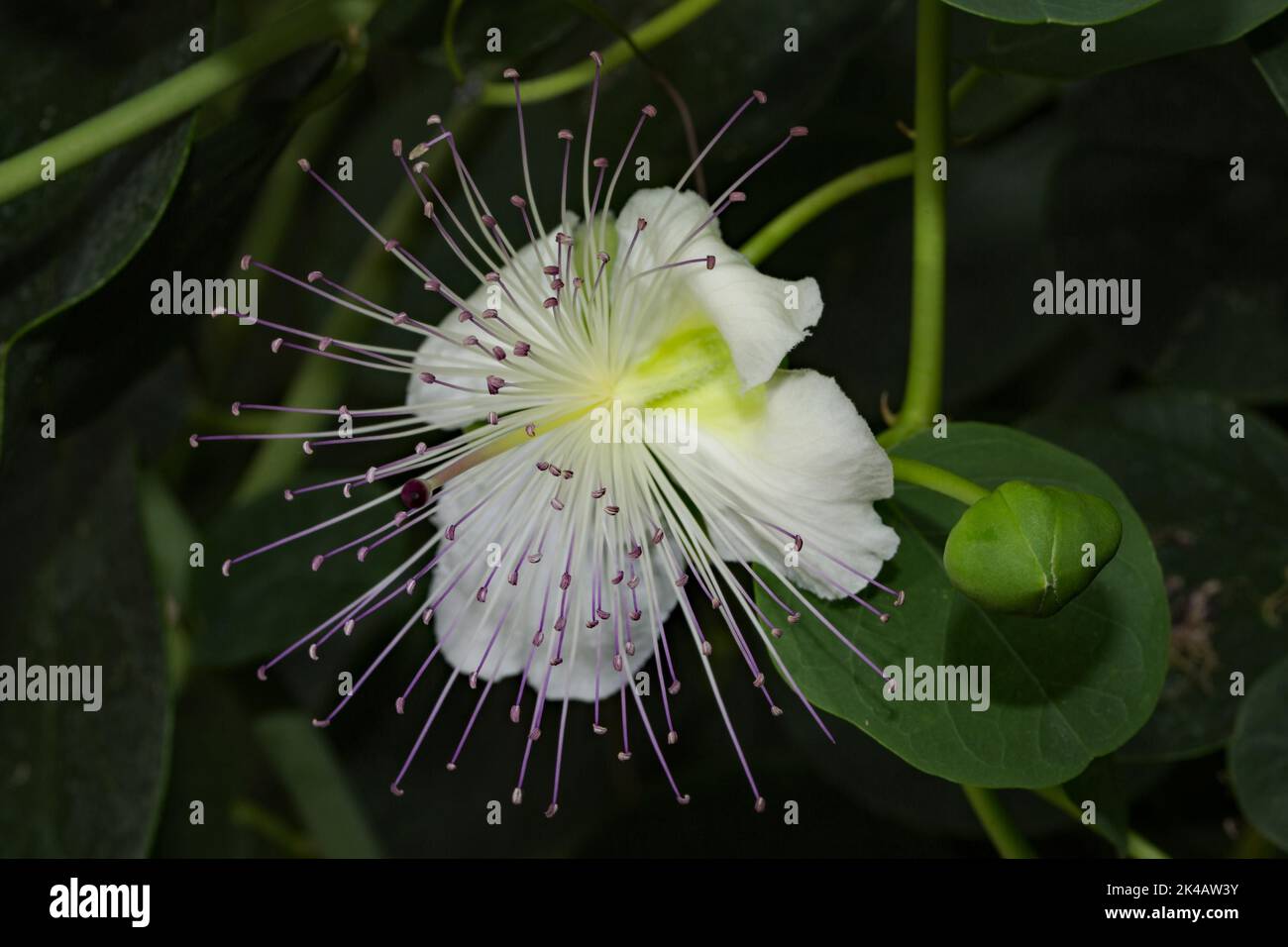 True caper shrub green leaves and inflorescence with white-purple ...
