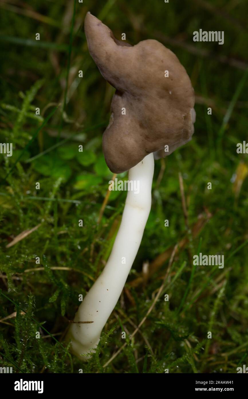 Brown saddle morel fruiting body with white stalk and brown saddle ...