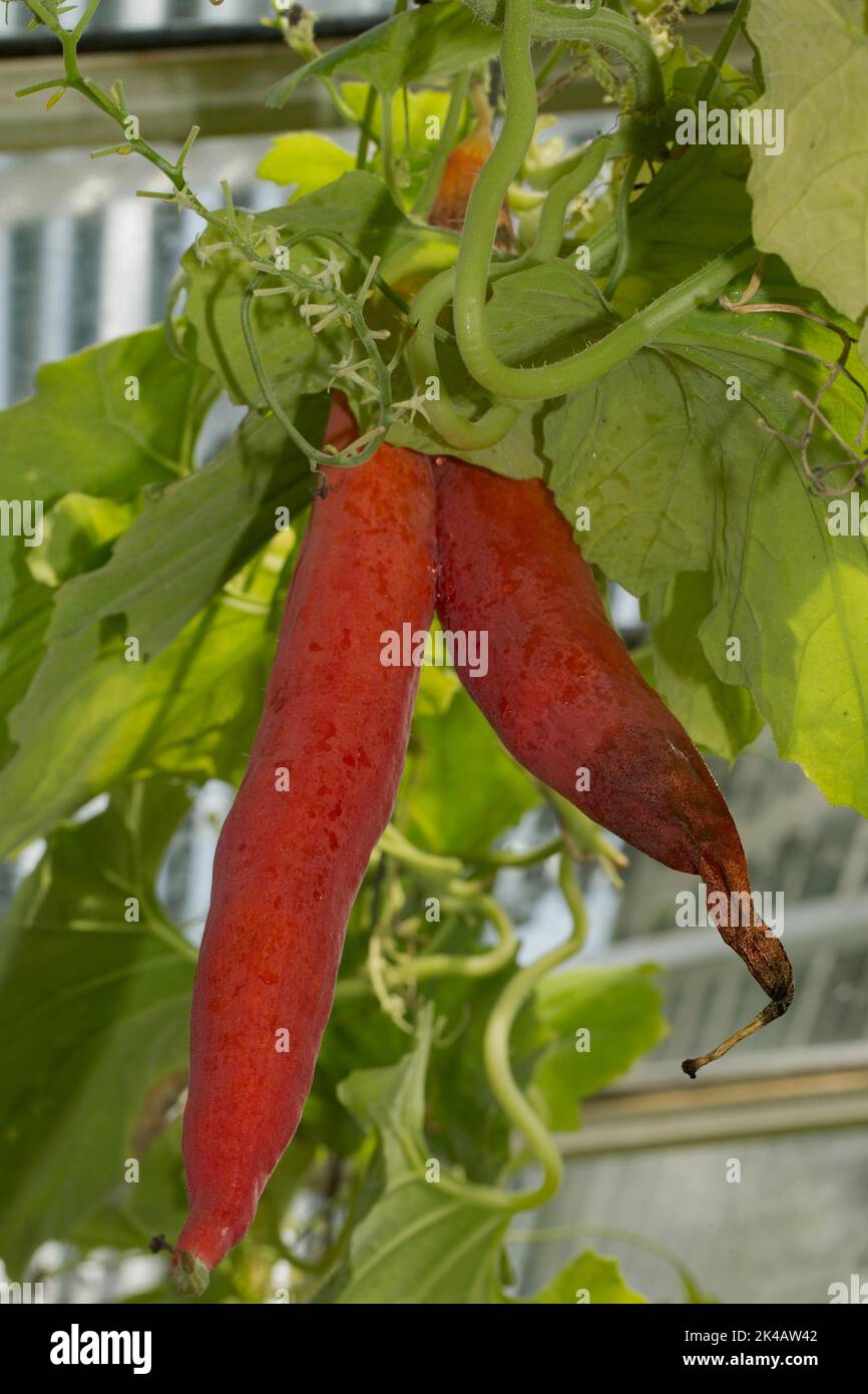 Miracle bush green leaves with two red fruits Stock Photo - Alamy
