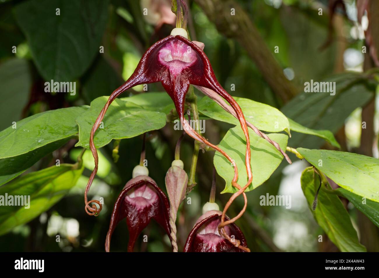 Three-tailed pipeflower, Three-tailed Easter lucerne purple three ...