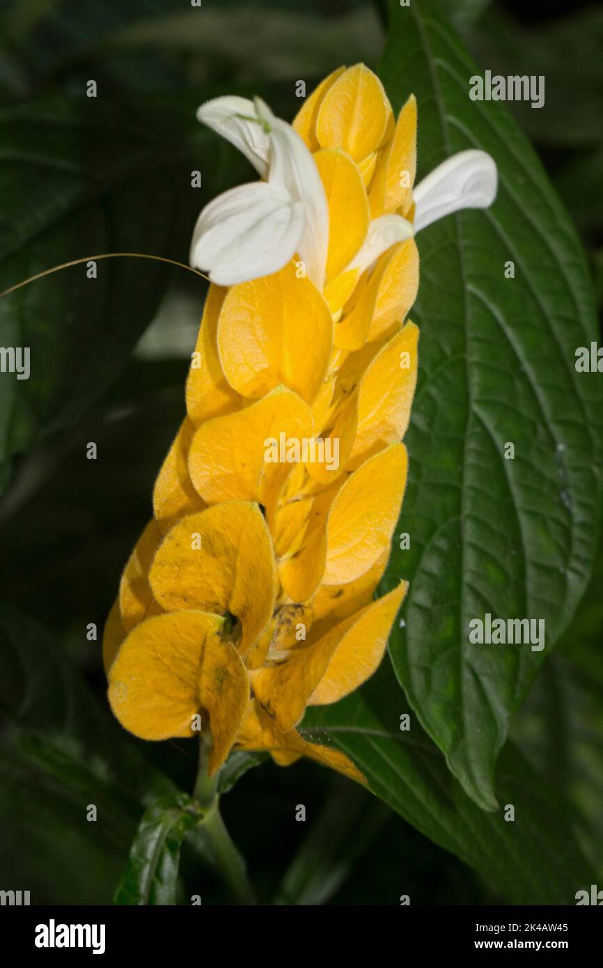 Plants green leaf hi-res stock photography and images - Alamy