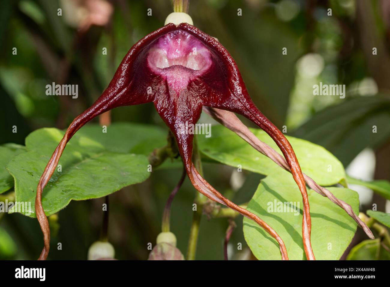 Three-tailed pipeflower, Three-tailed Easter lucerne purple three ...