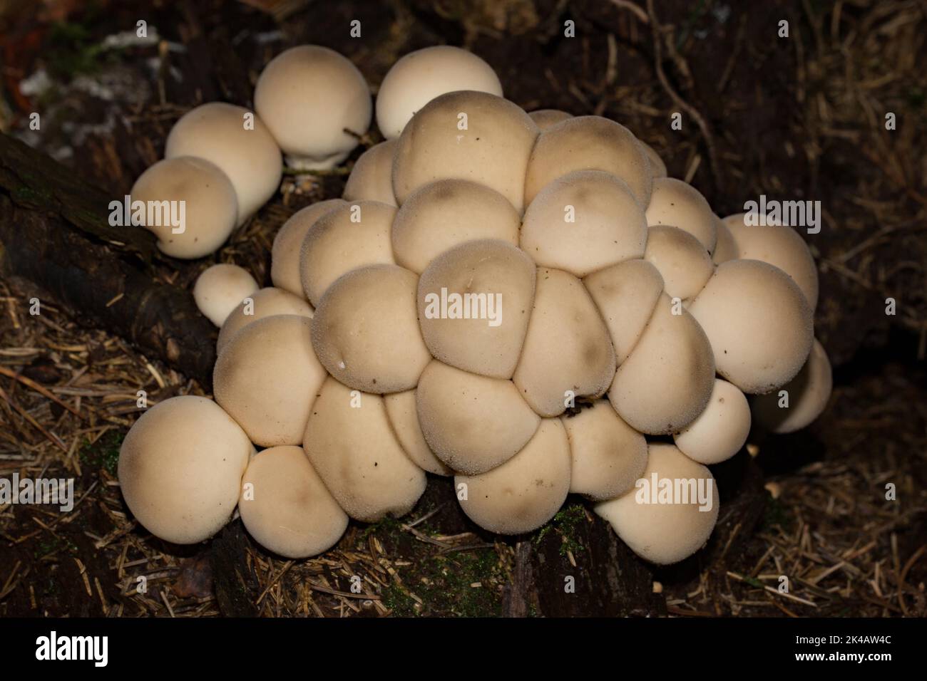 Mushroom shaped tree hi-res stock photography and images - Alamy