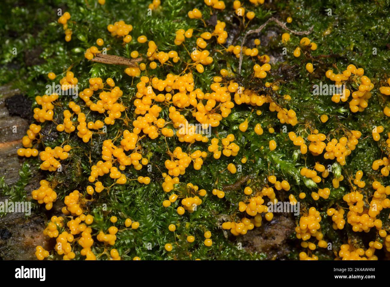 Thread fruiting slime mould many spherical yellow fruiting bodies next ...