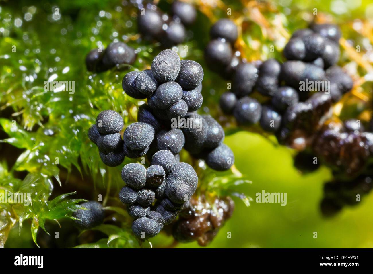 Thread fruiting slime mould several spherical dark blue fruiting bodies ...