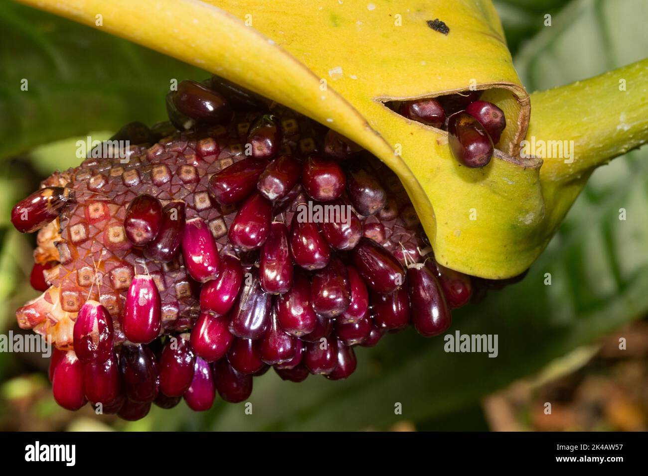 Flamingo flower Anthurium tarapotense Fruiting head with many purple ...