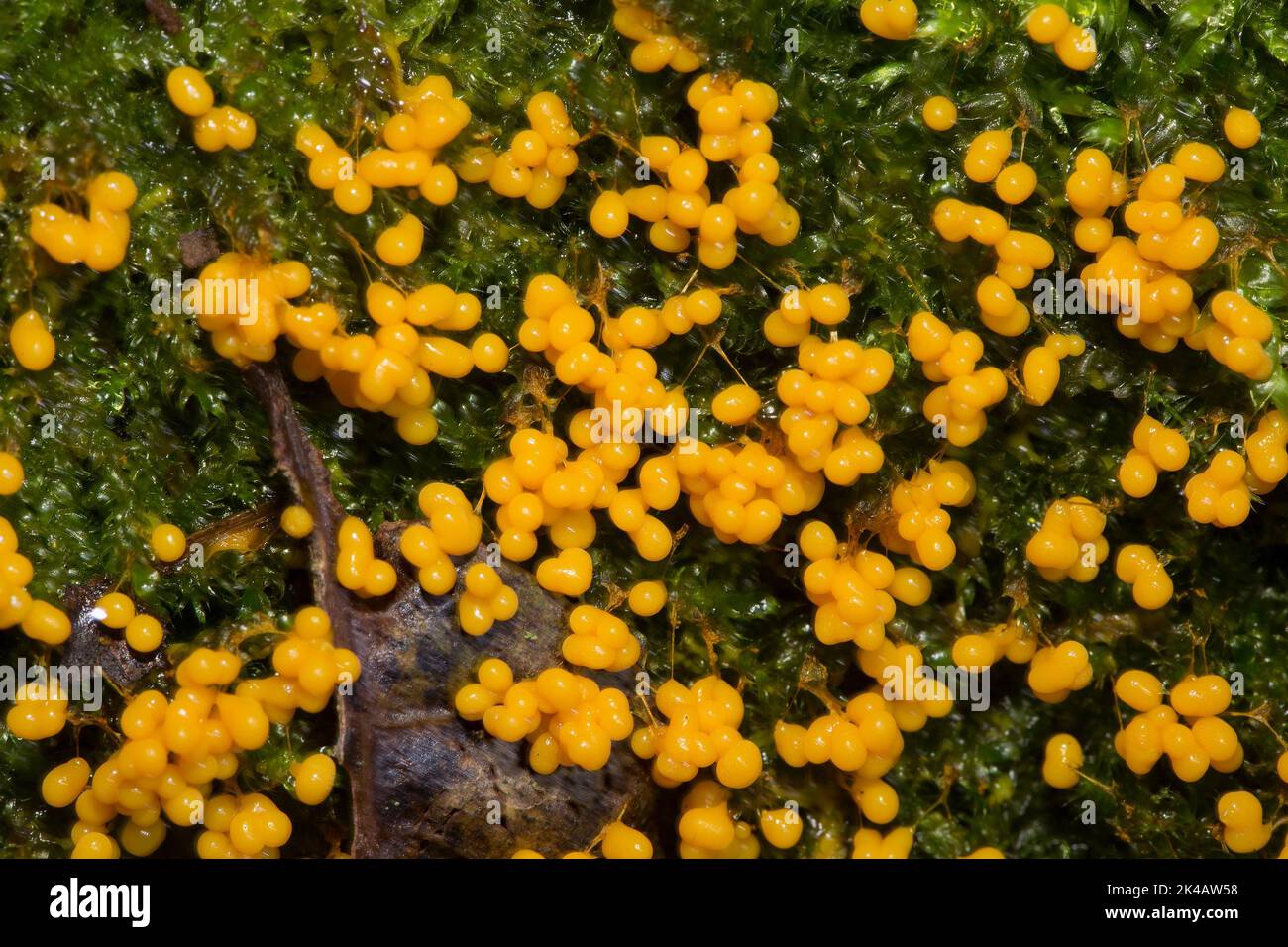 Yellow slime mold hi-res stock photography and images - Alamy