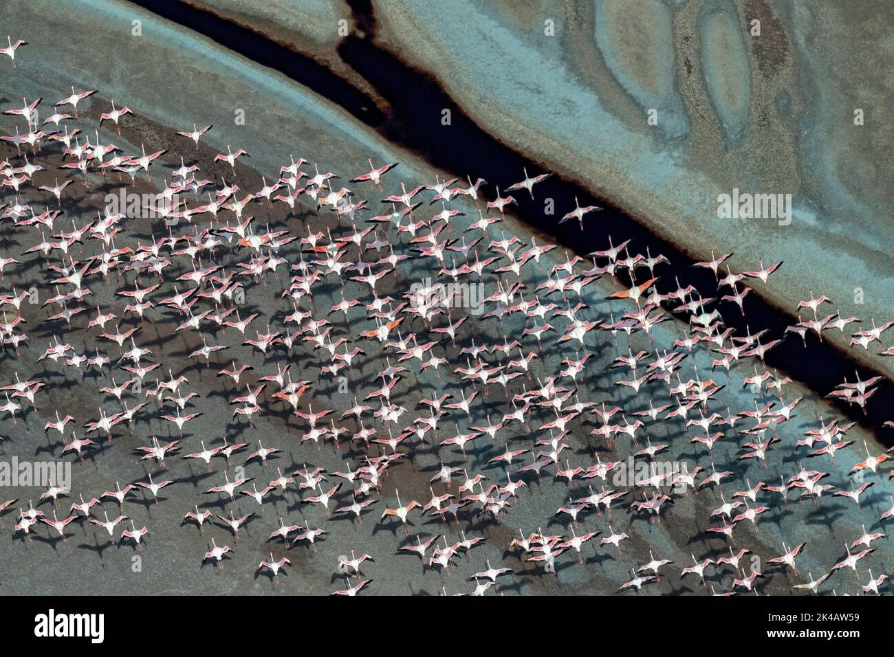 A group of Lesser flamingos flying over a soda lake in the Rift Valley ...