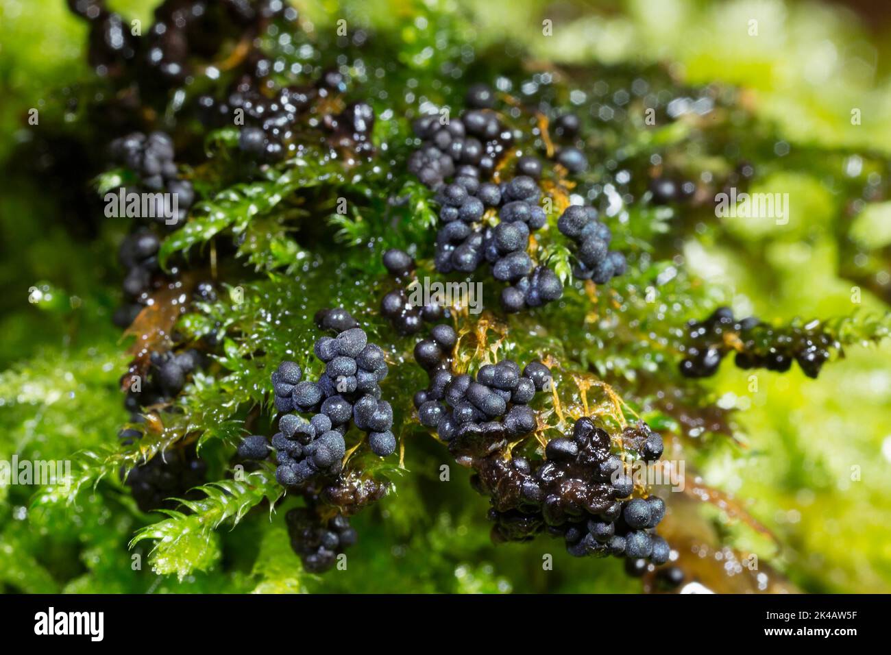 Thread fruiting slime mould many spherical dark blue fruiting bodies ...