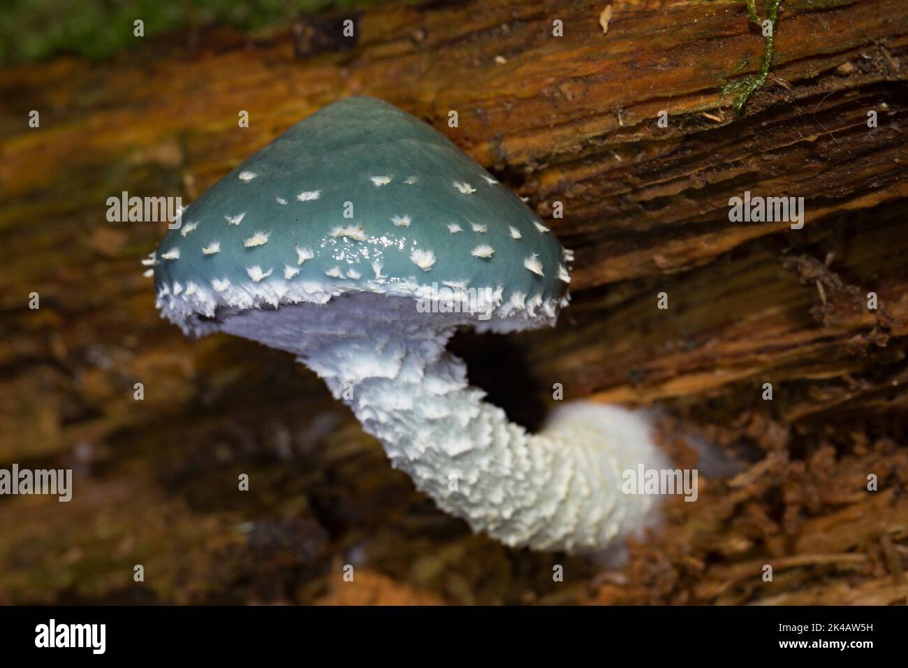 Blue Traeuschling Fruiting body with white-bluish scaly stalk and blue ...