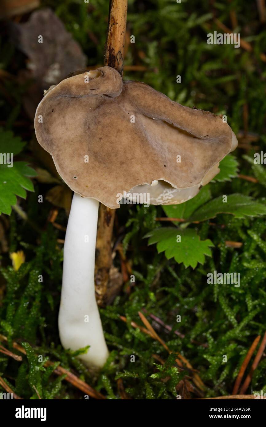 Elastic Lorchel fruiting body with white stem and light brown saddle ...