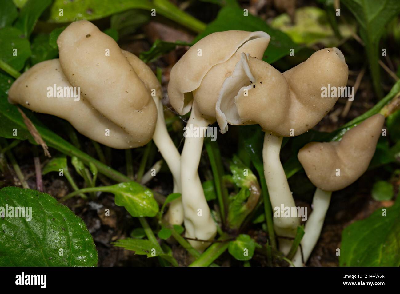 White saddle fungi hi-res stock photography and images - Alamy