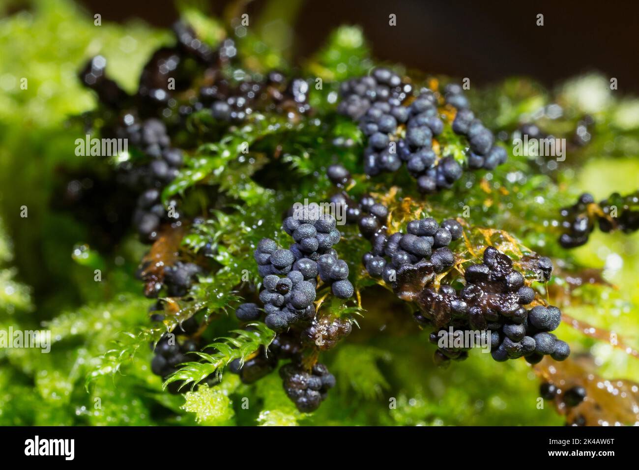 Thread fruiting slime mould many spherical dark blue fruiting bodies ...